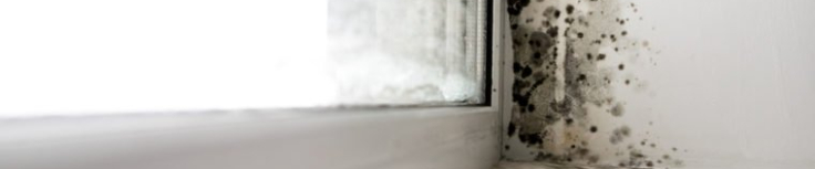 How To Beat Mold in Your Home - Touchstone